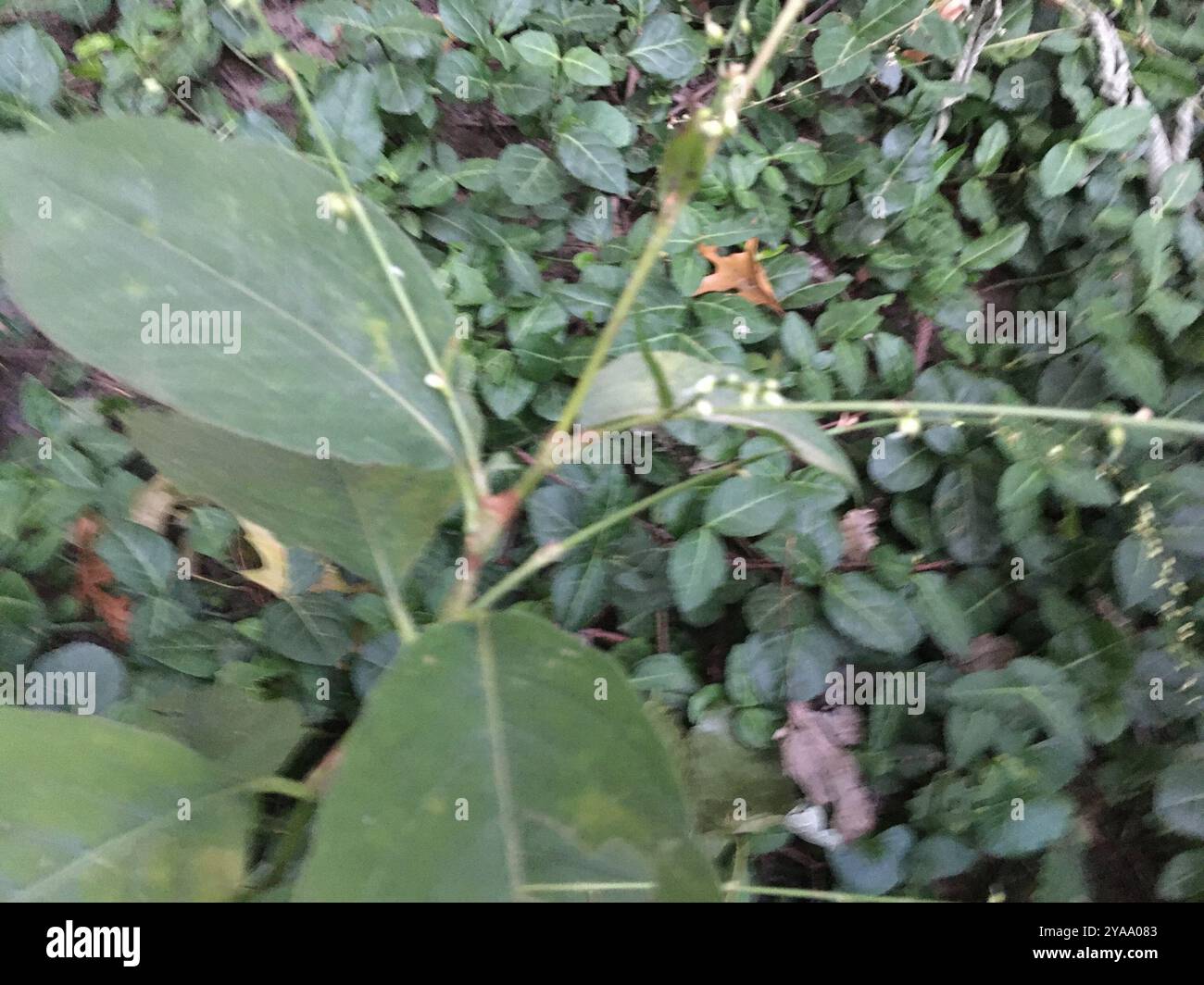 American jumpseed (Persicaria virginiana) Plantae Stock Photo - Alamy