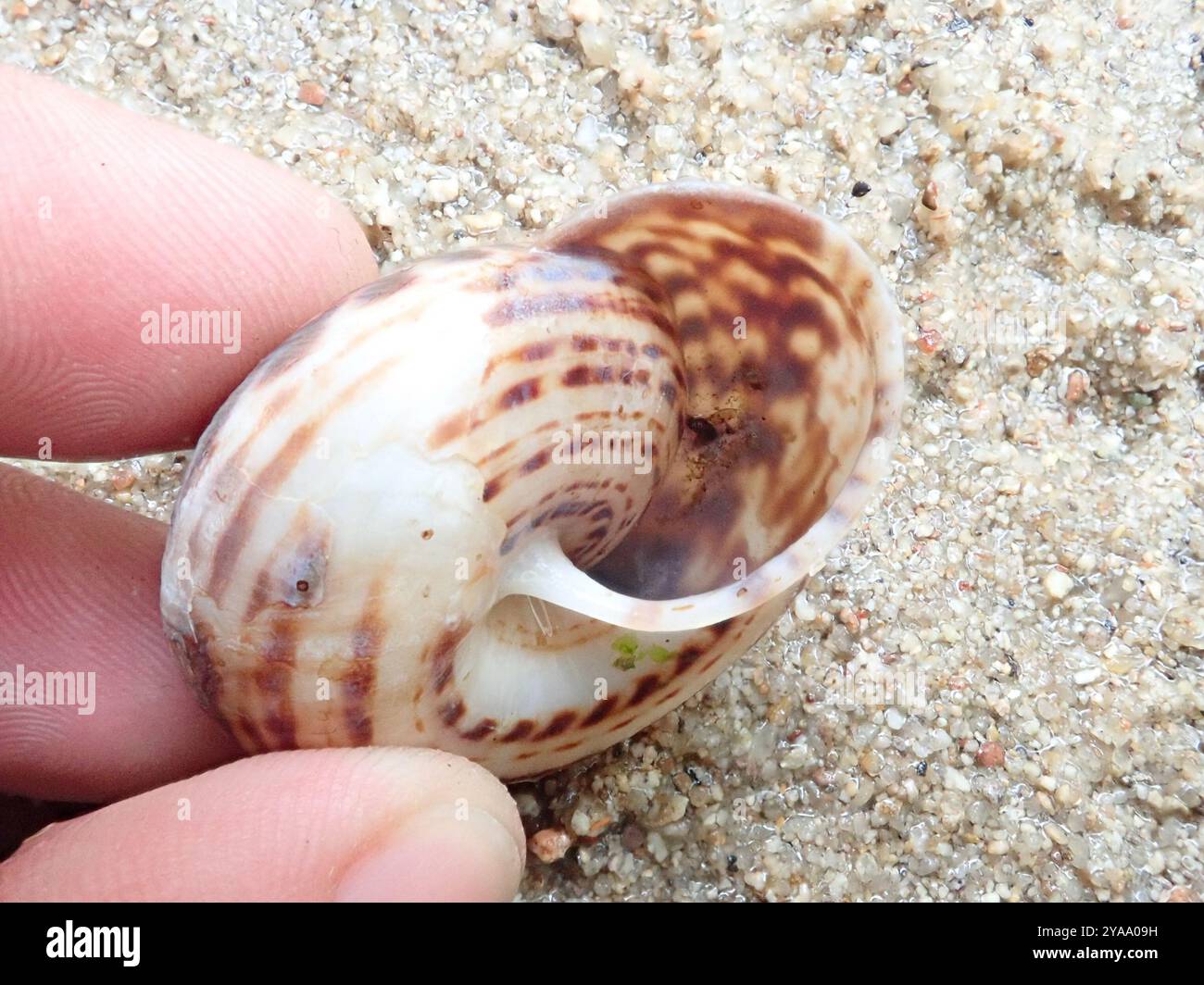 (Solaropsis fairchildi) Mollusca Stock Photo - Alamy