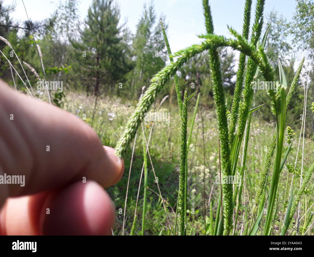 Purple-stem Cat's-tail (Phleum phleoides) Plantae Stock Photo - Alamy