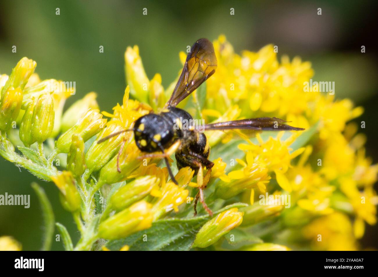 Typical Weevil Wasps and Allies (Cerceris) Insecta Stock Photo - Alamy