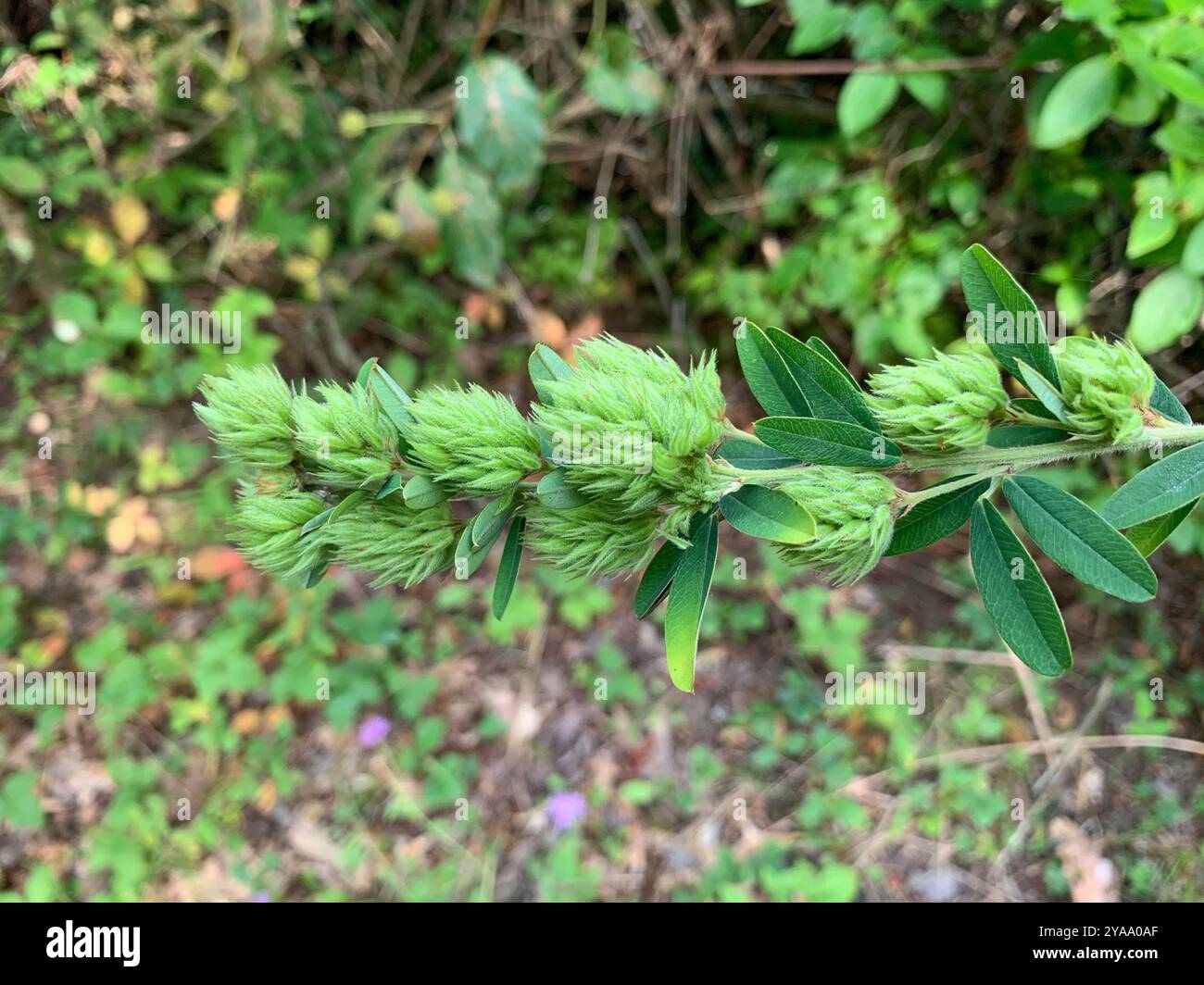 round-headed bush clover (Lespedeza capitata) Plantae Stock Photo - Alamy