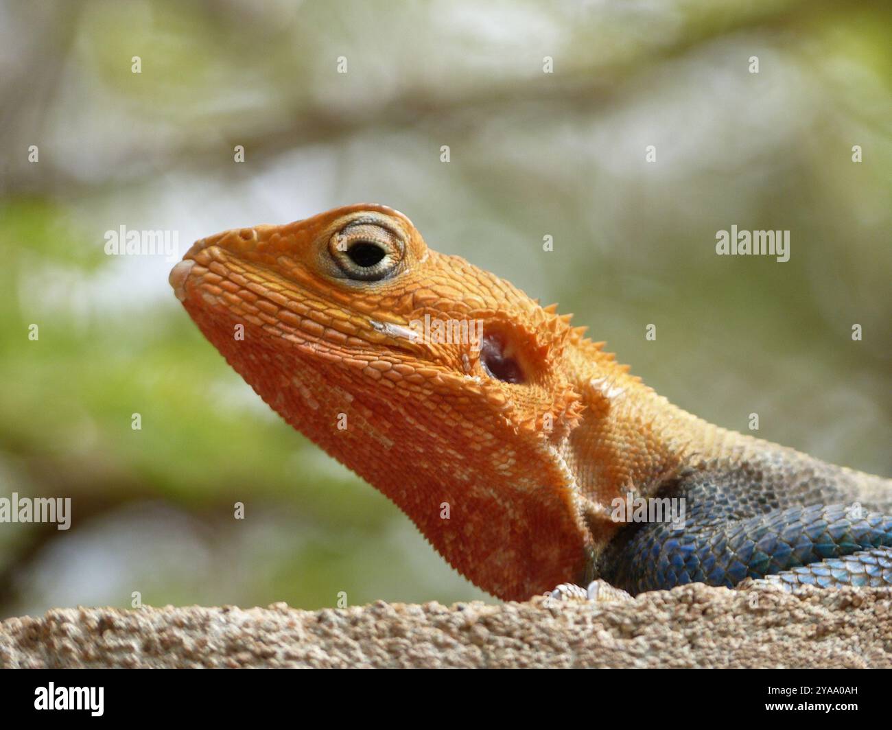 Lionotus hi-res stock photography and images - Alamy