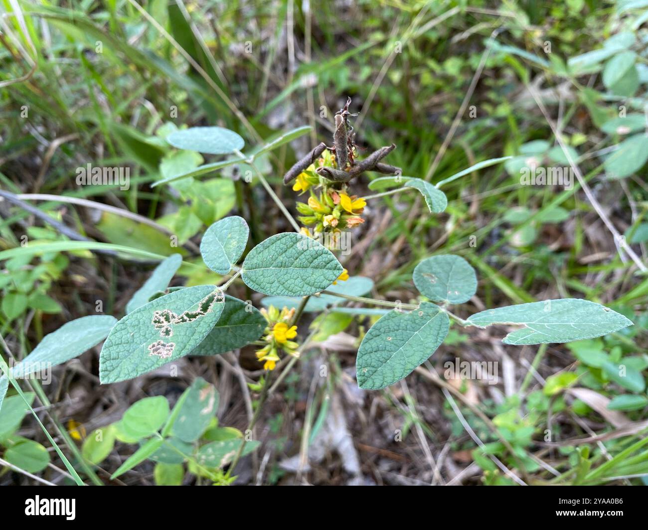 Twining Snoutbean (Rhynchosia tomentosa) Plantae Stock Photo - Alamy