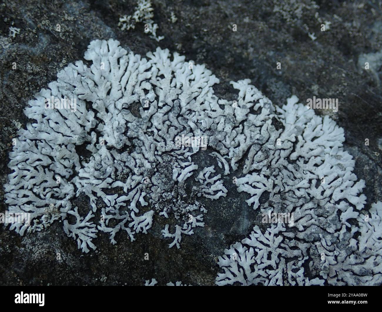 Blue-gray Rosette Lichen (Physcia caesia) Fungi Stock Photo - Alamy