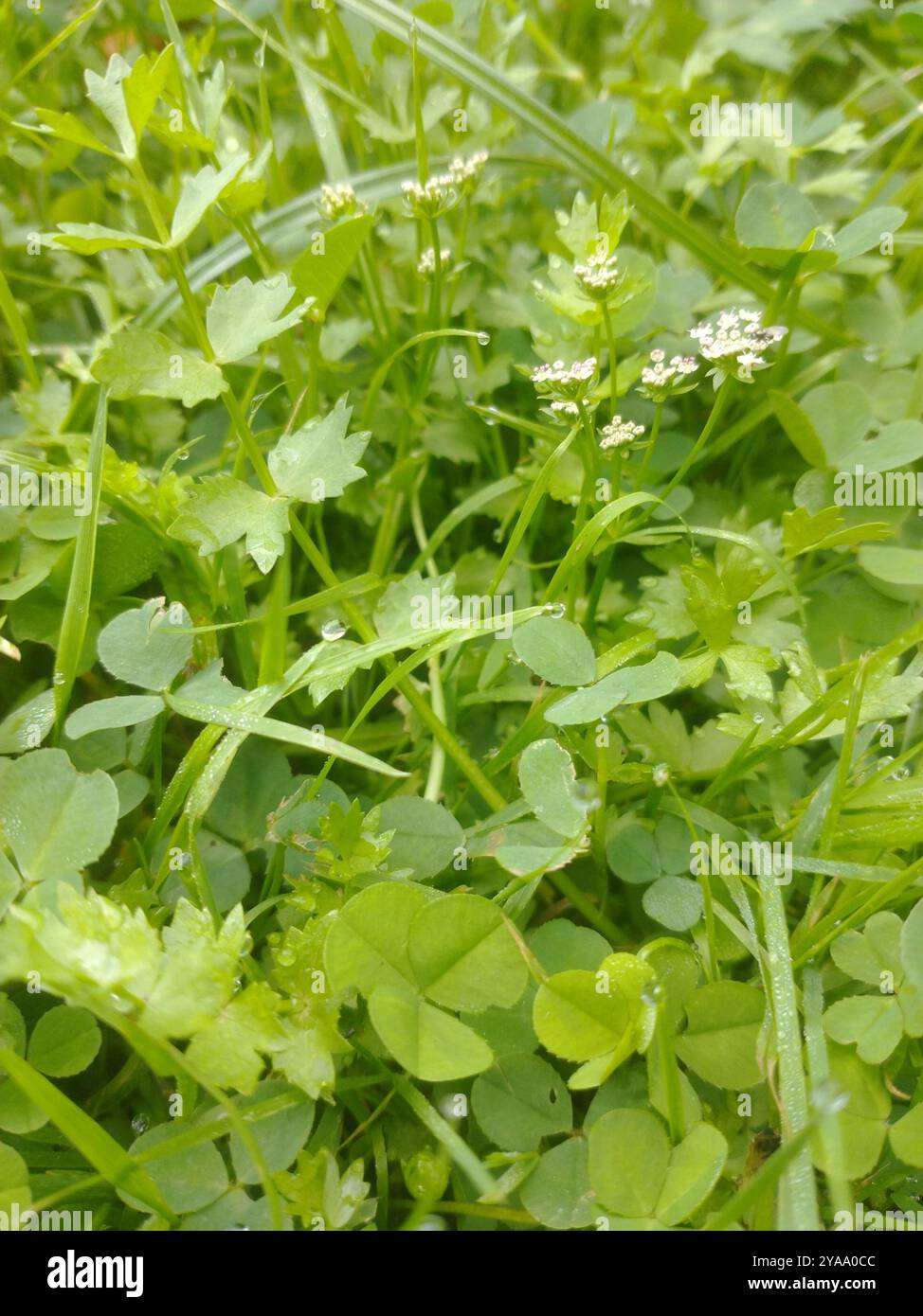 creeping marshwort (Helosciadium repens) Plantae Stock Photo - Alamy