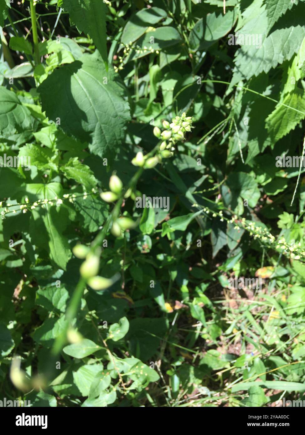 American jumpseed (Persicaria virginiana) Plantae Stock Photo - Alamy