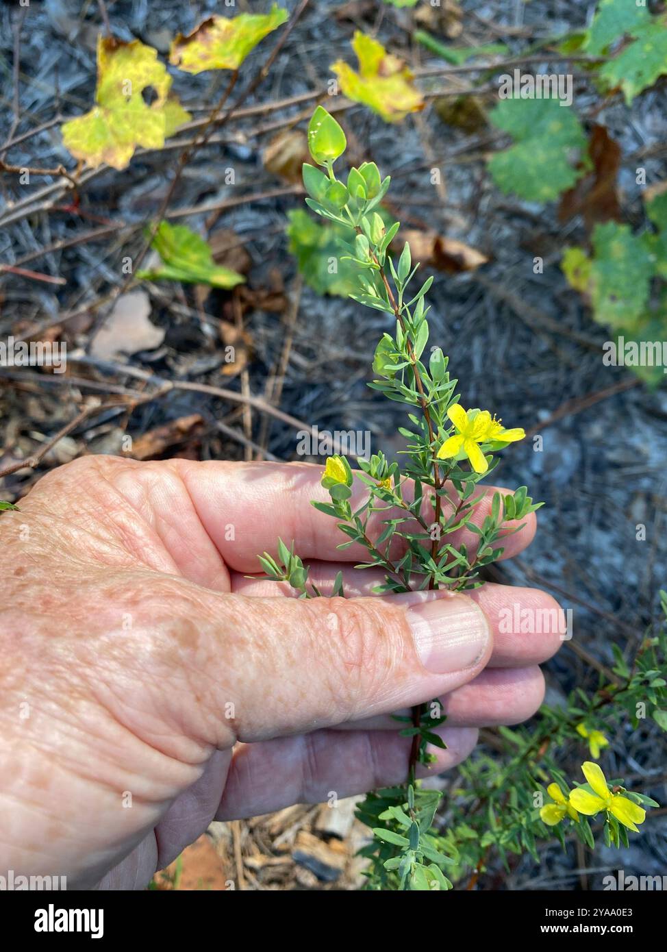 St. Andrew's cross (Hypericum hypericoides) Plantae Stock Photo - Alamy