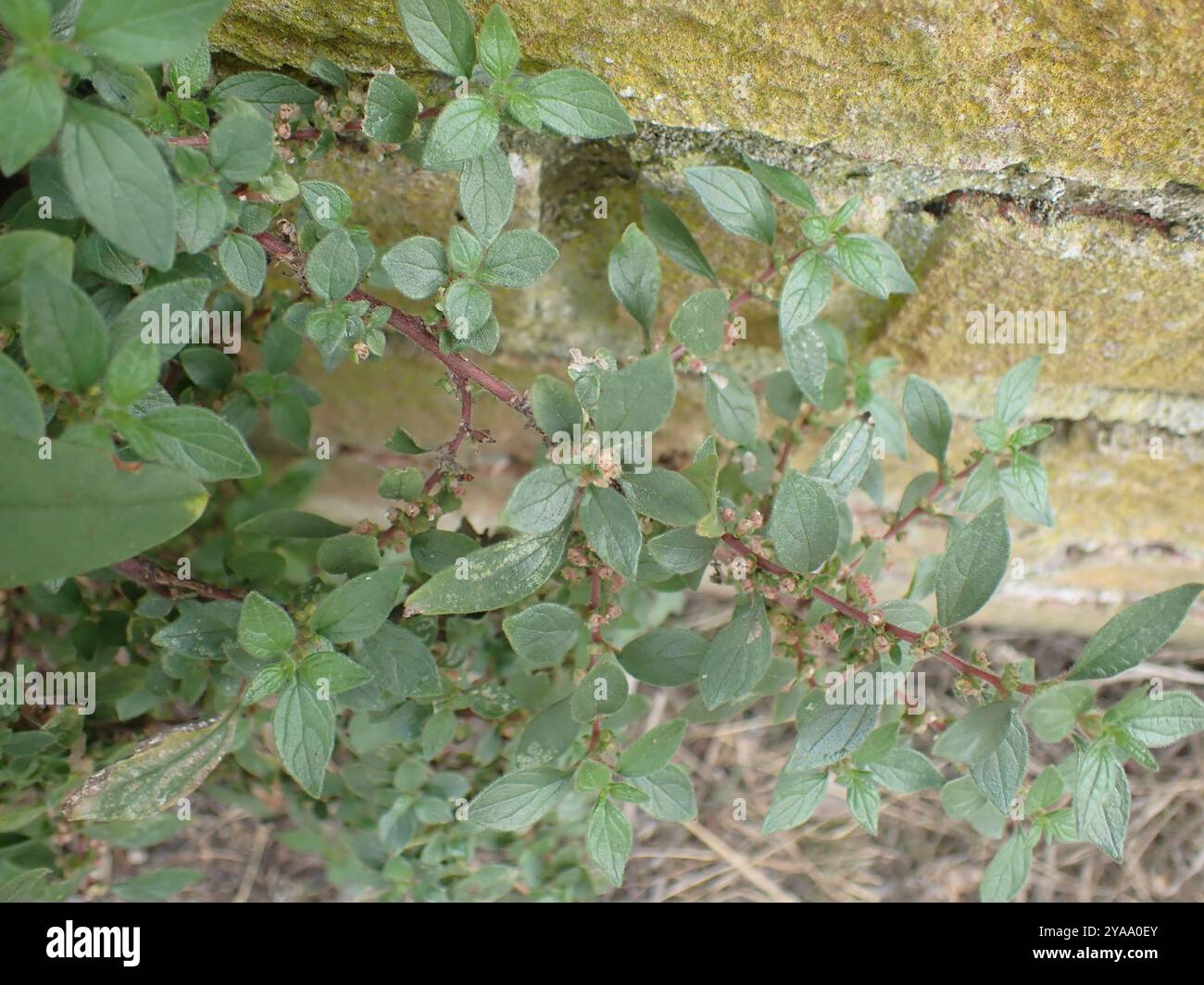pellitory-of-the-wall (Parietaria judaica) Plantae Stock Photo - Alamy