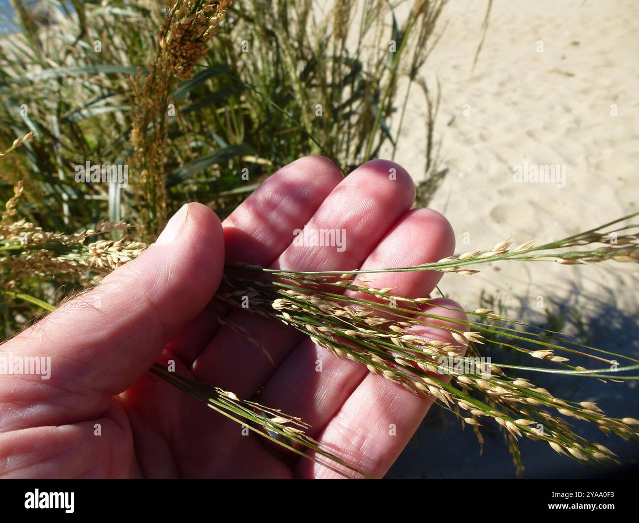 Bitter Panicgrass (Panicum amarum) Plantae Stock Photo - Alamy