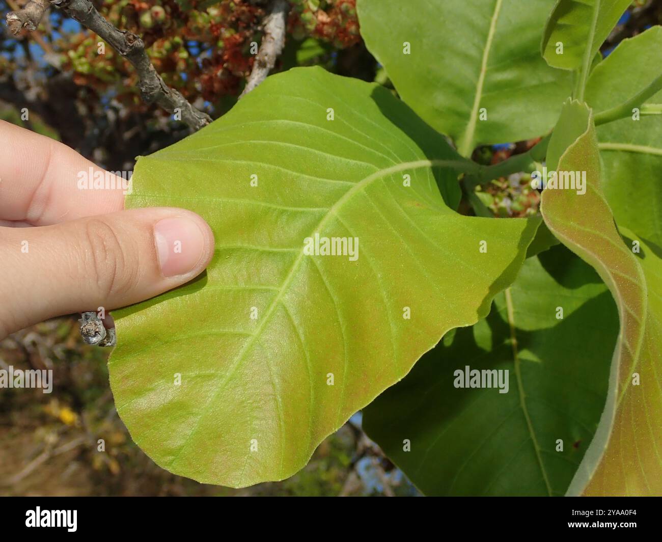 Curatella americana hi-res stock photography and images - Alamy