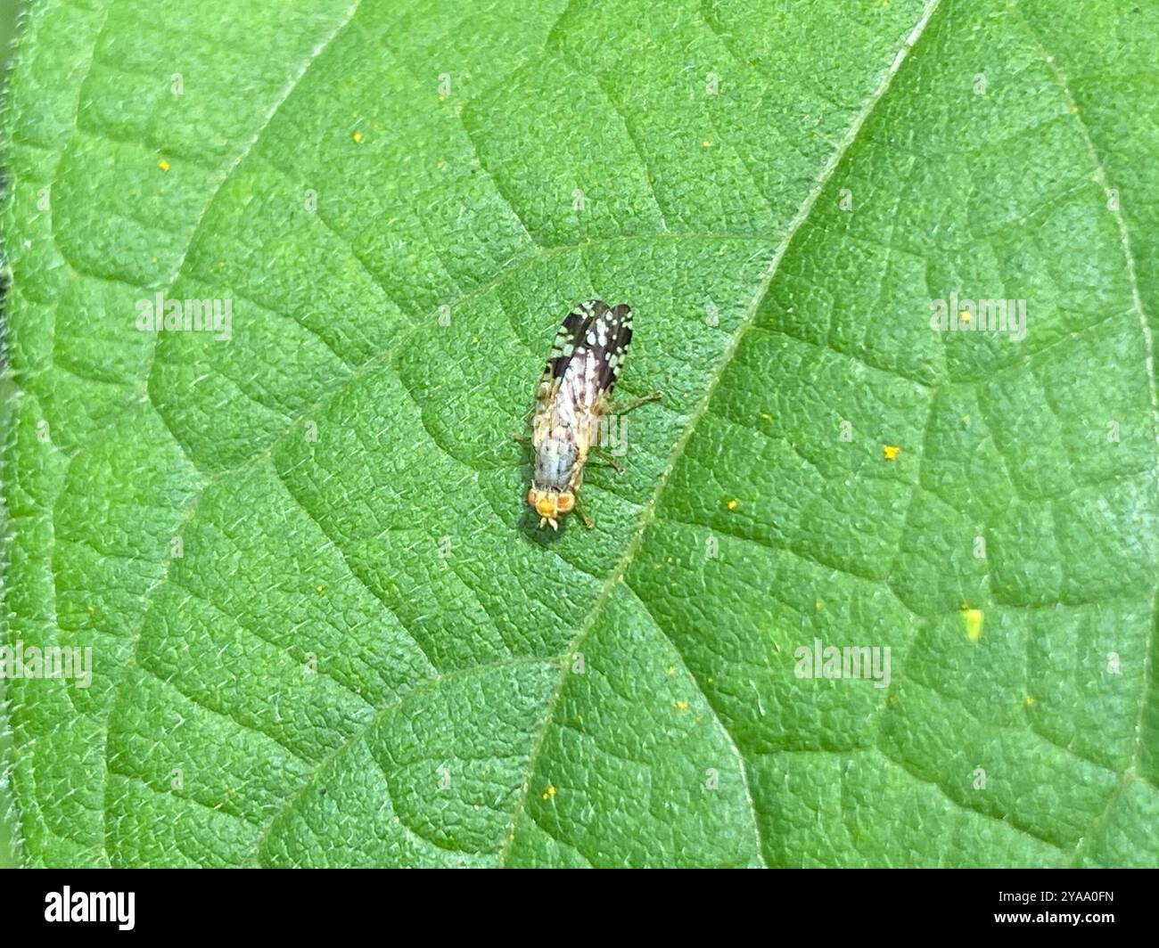 Sunflower Seed Maggot (Neotephritis finalis) Insecta Stock Photo - Alamy