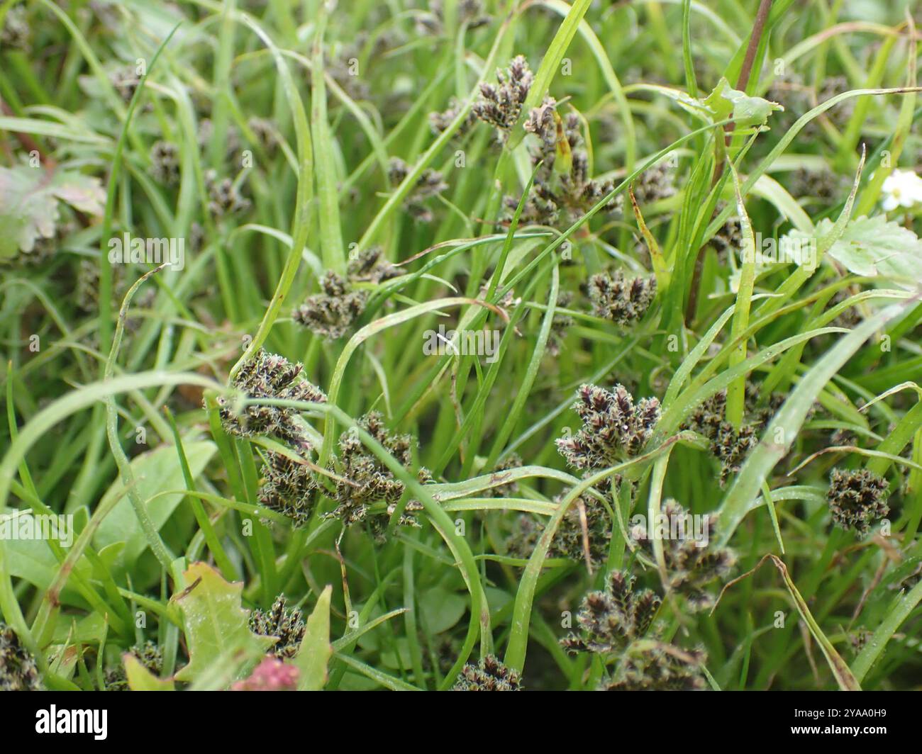 Brown Flatsedge (Cyperus fuscus) Plantae Stock Photo - Alamy