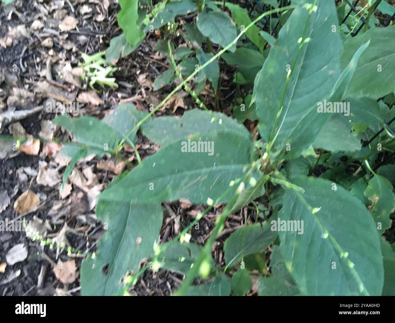 American jumpseed (Persicaria virginiana) Plantae Stock Photo - Alamy