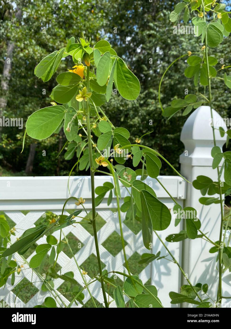 American Sicklepod (Senna obtusifolia) Plantae Stock Photo - Alamy