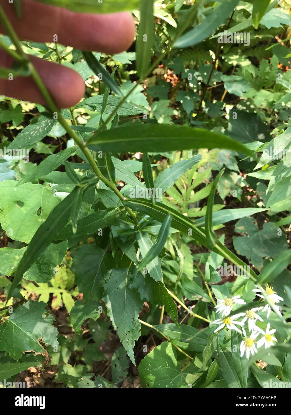 asters and allies (Astereae) Plantae Stock Photo - Alamy
