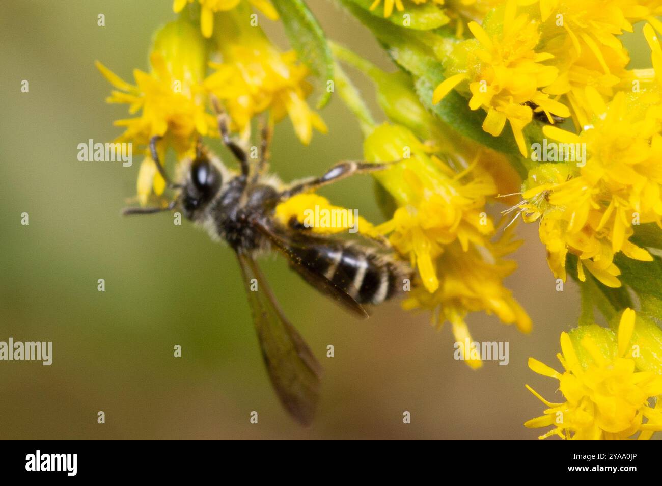 Cloudy-winged Mining Bee (Andrena nubecula) Insecta Stock Photo - Alamy