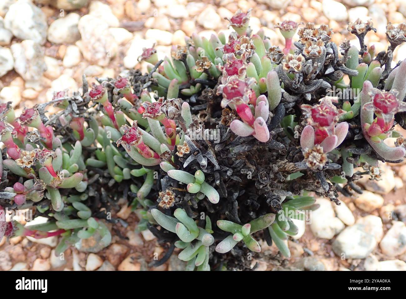 (Ruschia aggregata) Plantae Stock Photo - Alamy