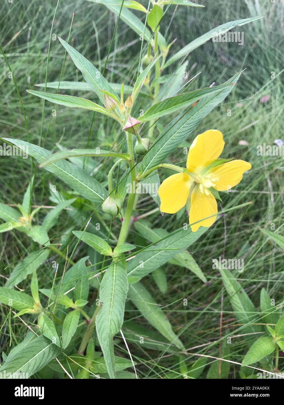 Mexican Primrose-willow (Ludwigia octovalvis) Plantae Stock Photo - Alamy