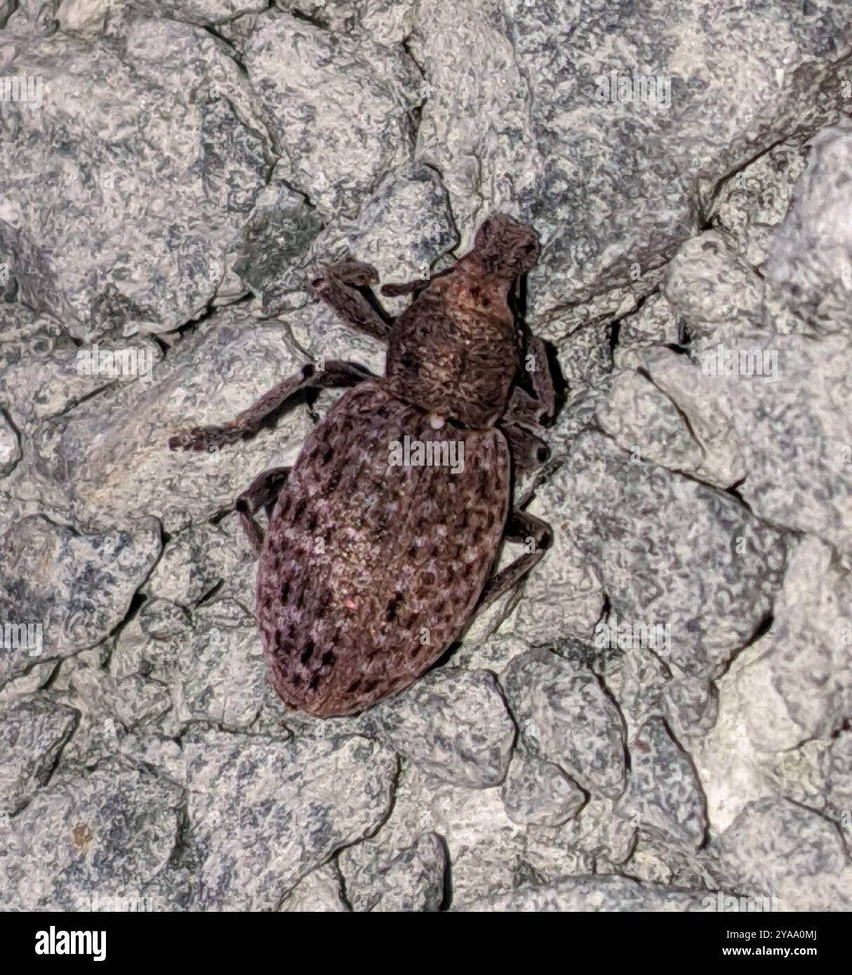 (Trichalophus alternatus) Insecta Stock Photo - Alamy