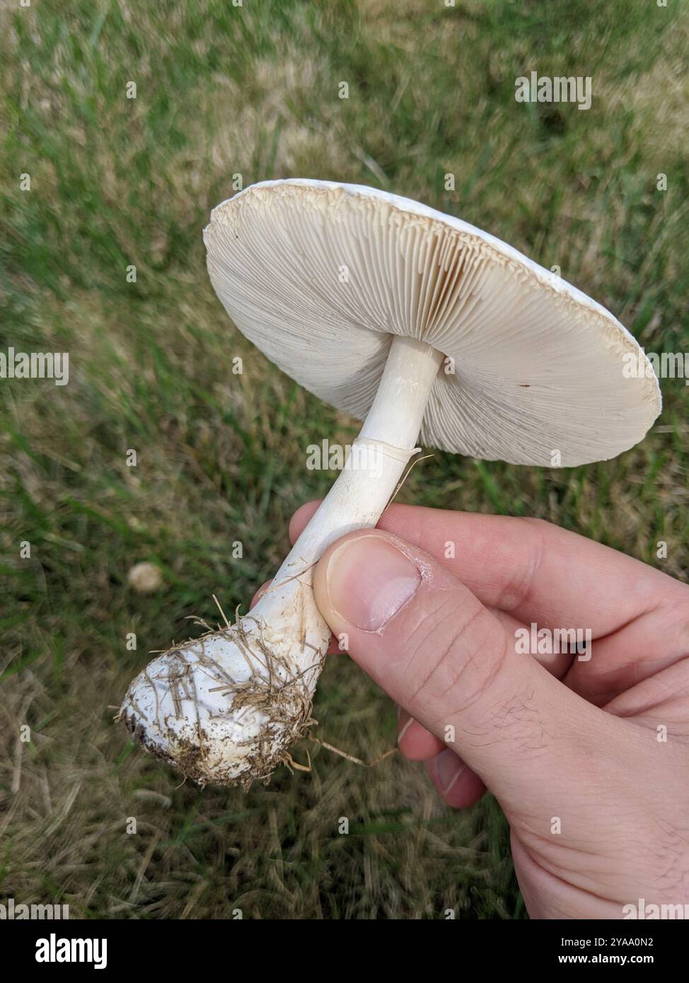 White Dapperling (Leucoagaricus leucothites) Fungi Stock Photo - Alamy