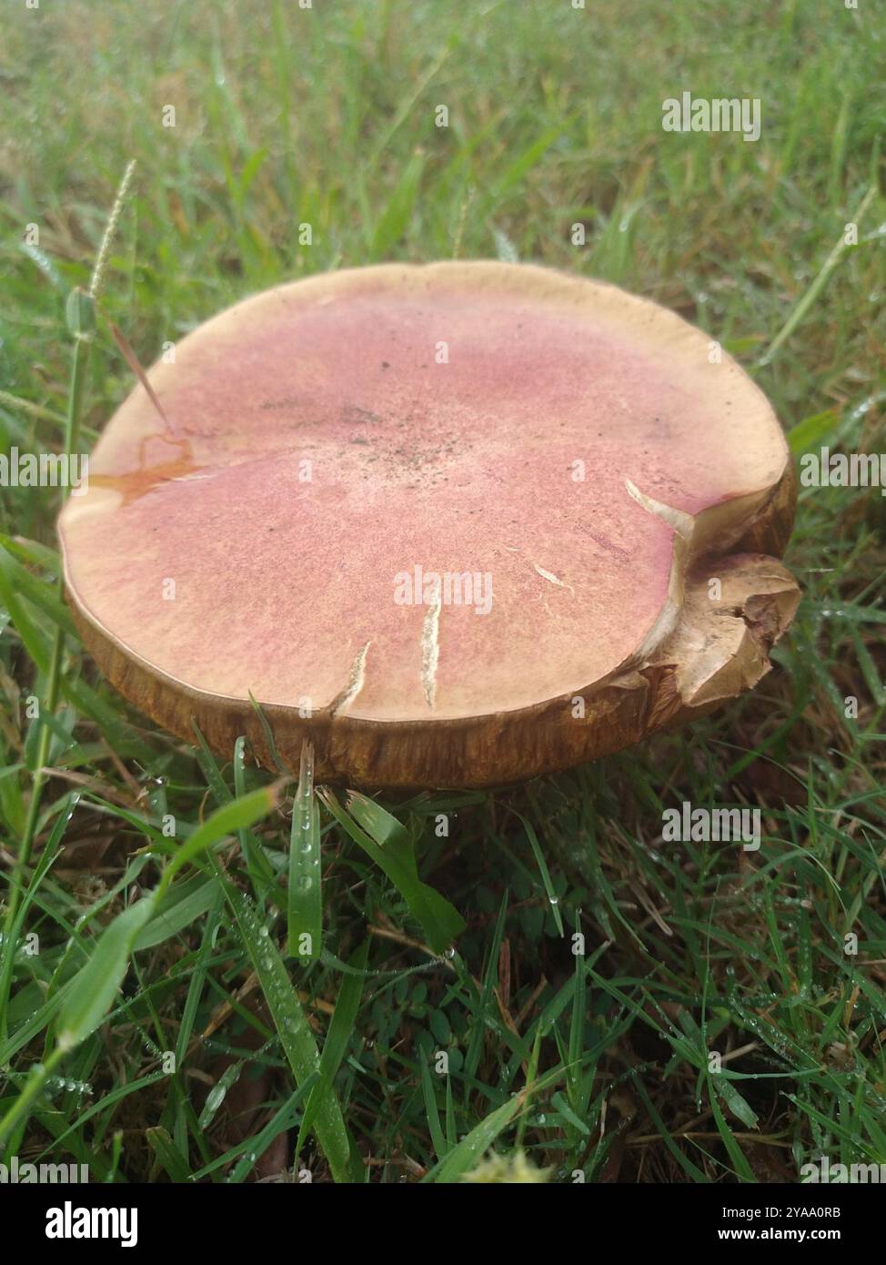 Ruby Bolete (Hortiboletus rubellus) Fungi Stock Photo - Alamy