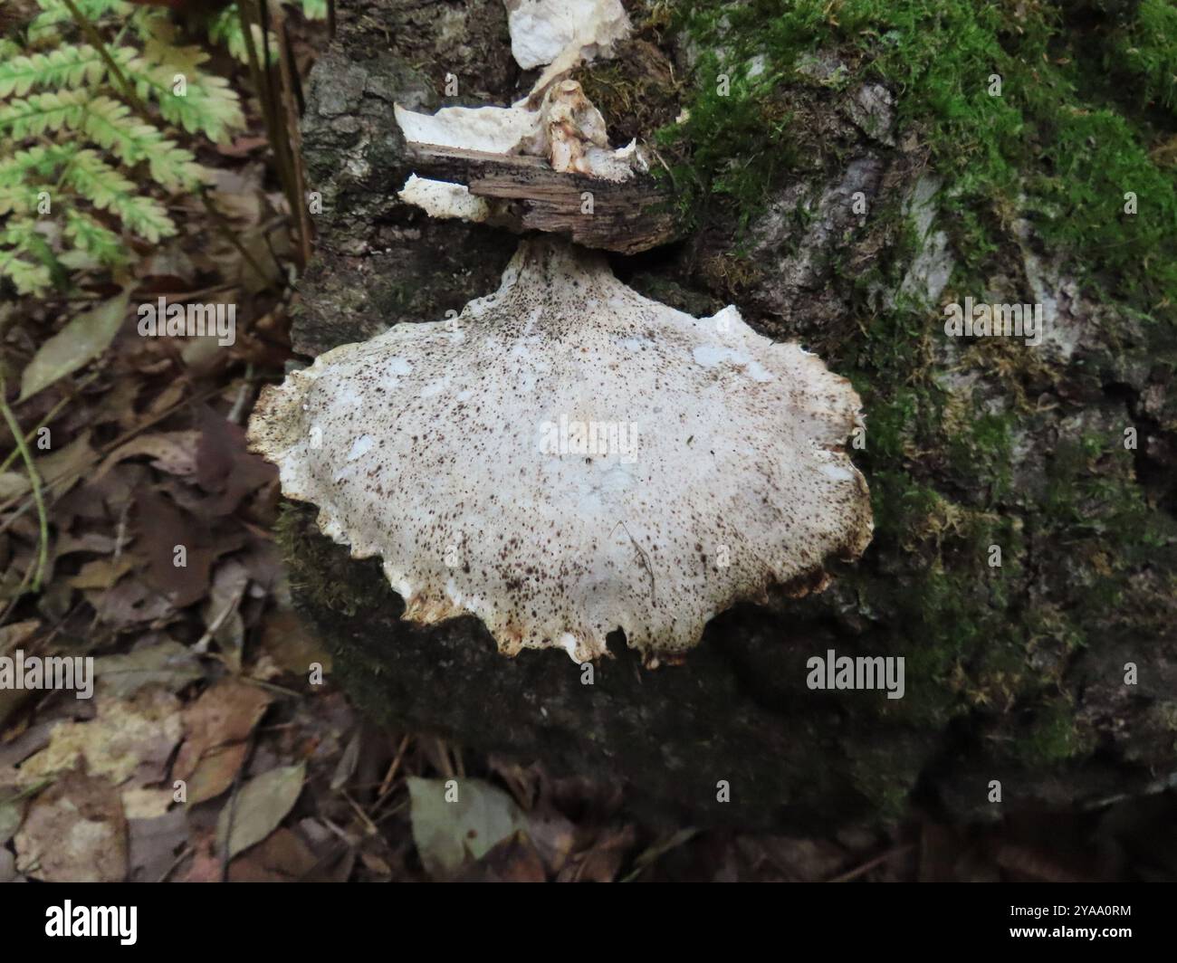 green cheese polypore (Fomitopsis spraguei) Fungi Stock Photo - Alamy