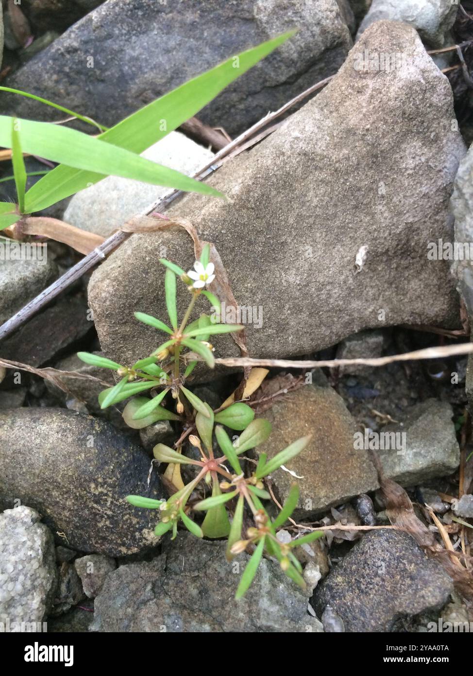 green carpetweed (Mollugo verticillata) Plantae Stock Photo - Alamy