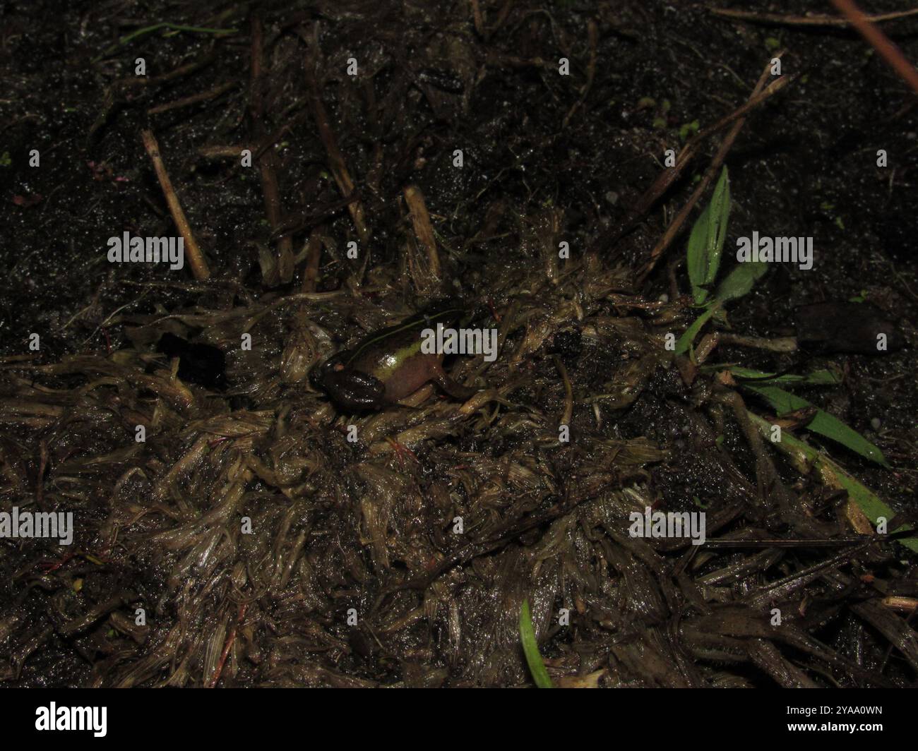 Micro Frog (Microbatrachella capensis) Amphibia Stock Photo - Alamy