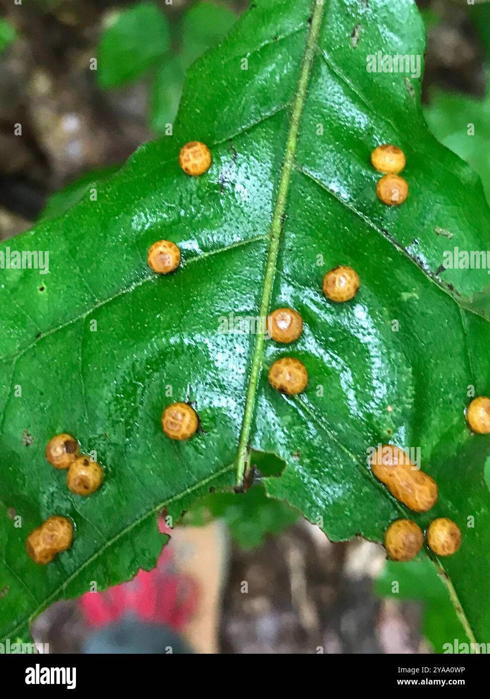 Oak Leaf Gall Midge (Polystepha pilulae) Insecta Stock Photo - Alamy