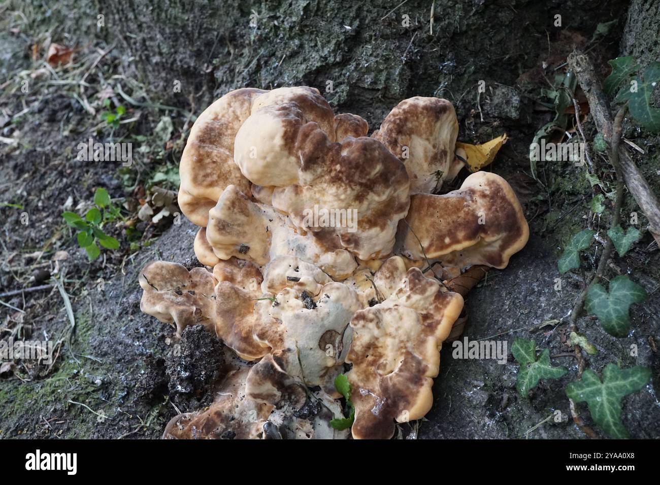 Giant Polypore (Meripilus giganteus) Fungi Stock Photo - Alamy