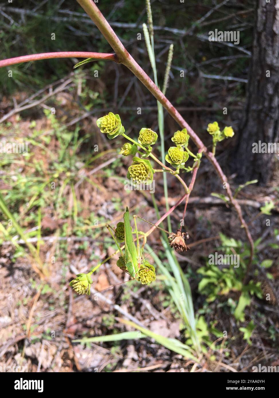 Kidney-leaf Rosinweed (Silphium compositum) Plantae Stock Photo - Alamy