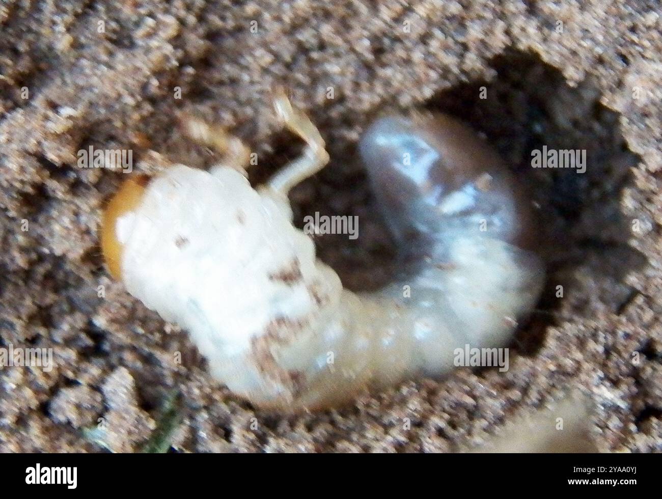 Scarabs (Scarabaeidae) Insecta Stock Photo - Alamy