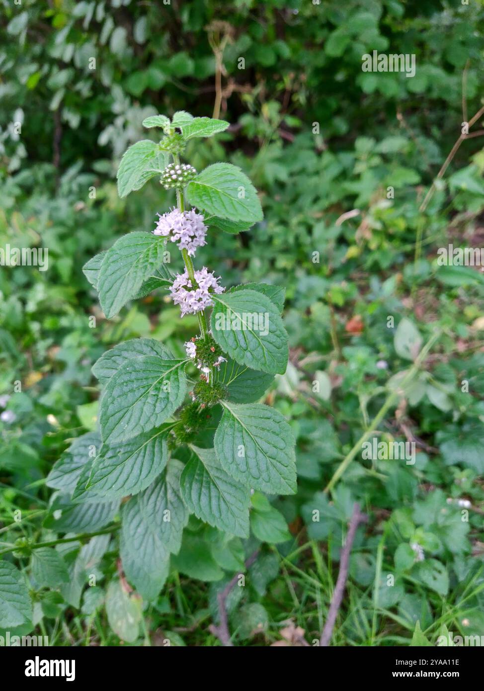 corn mint (Mentha arvensis) Plantae Stock Photo - Alamy