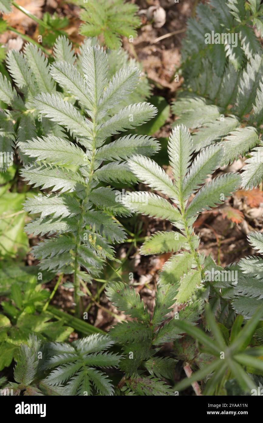 common silverweed (Argentina anserina) Plantae Stock Photo - Alamy