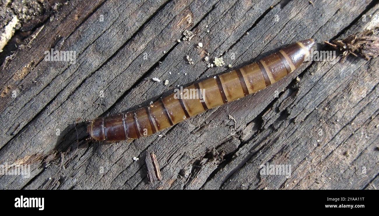 Dark Mealworm (Tenebrio obscurus) Insecta Stock Photo - Alamy