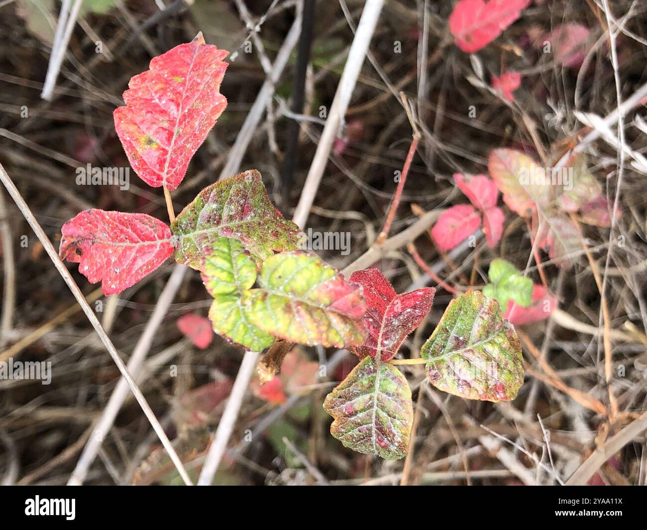 Pacific poison oak (Toxicodendron diversilobum) Plantae Stock Photo - Alamy