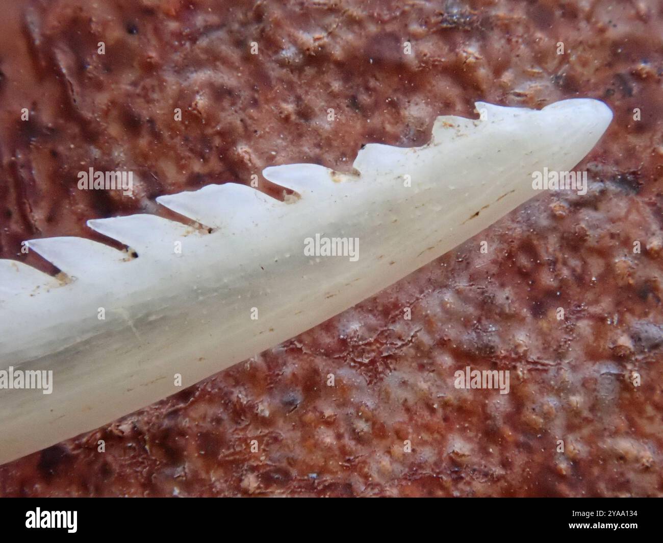 Catfishes siluriformes hi-res stock photography and images - Alamy