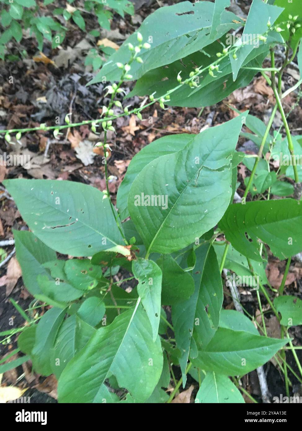 American jumpseed (Persicaria virginiana) Plantae Stock Photo - Alamy