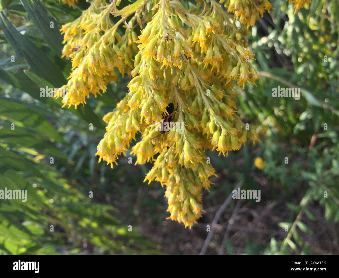 False Milkweed Bug (Lygaeus turcicus) Insecta Stock Photo - Alamy