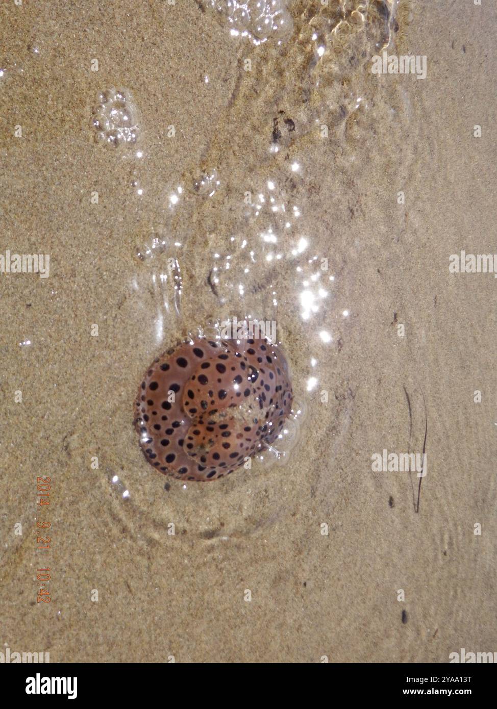 Moon headed hi-res stock photography and images - Alamy