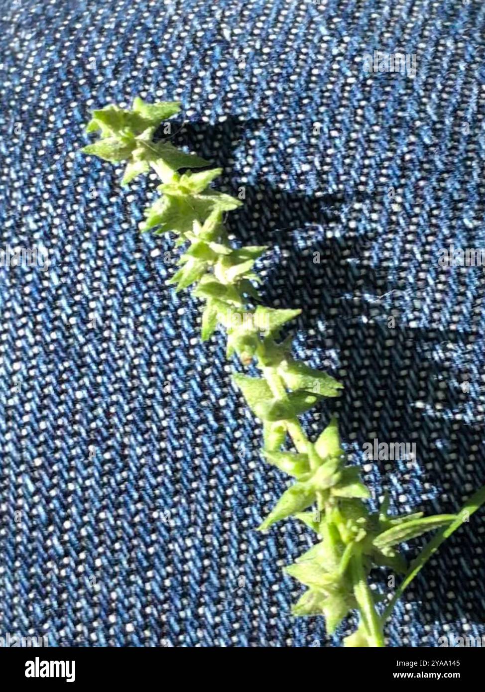 Common Orache (Atriplex patula) Plantae Stock Photo - Alamy