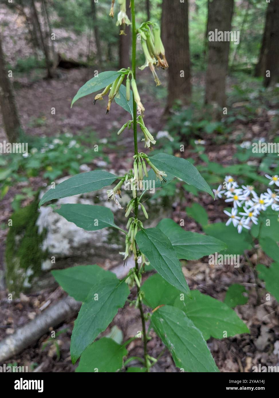 tall rattlesnake root (Nabalus altissimus) Plantae Stock Photo - Alamy