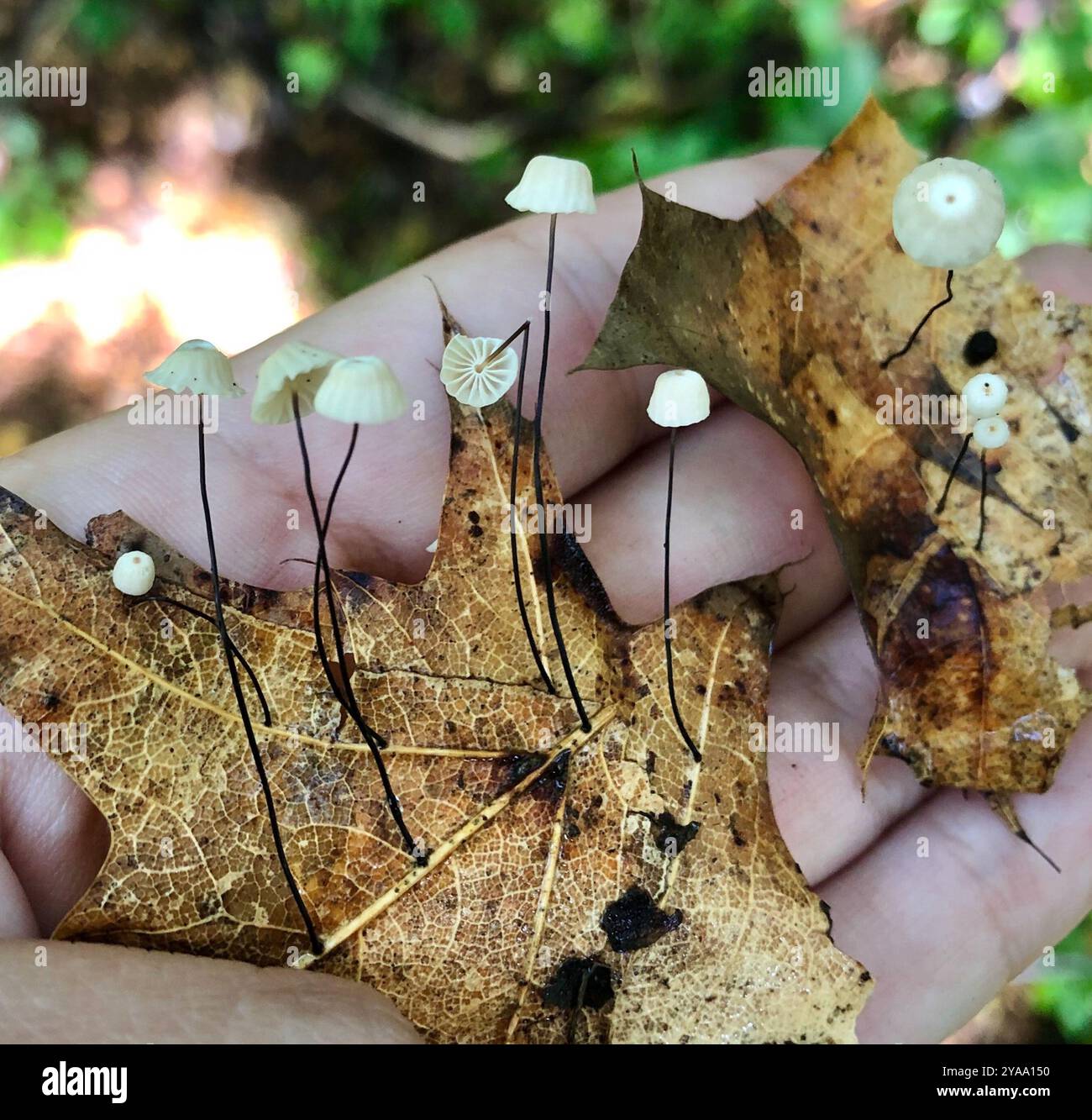 (Marasmius capillaris) Fungi Stock Photo - Alamy