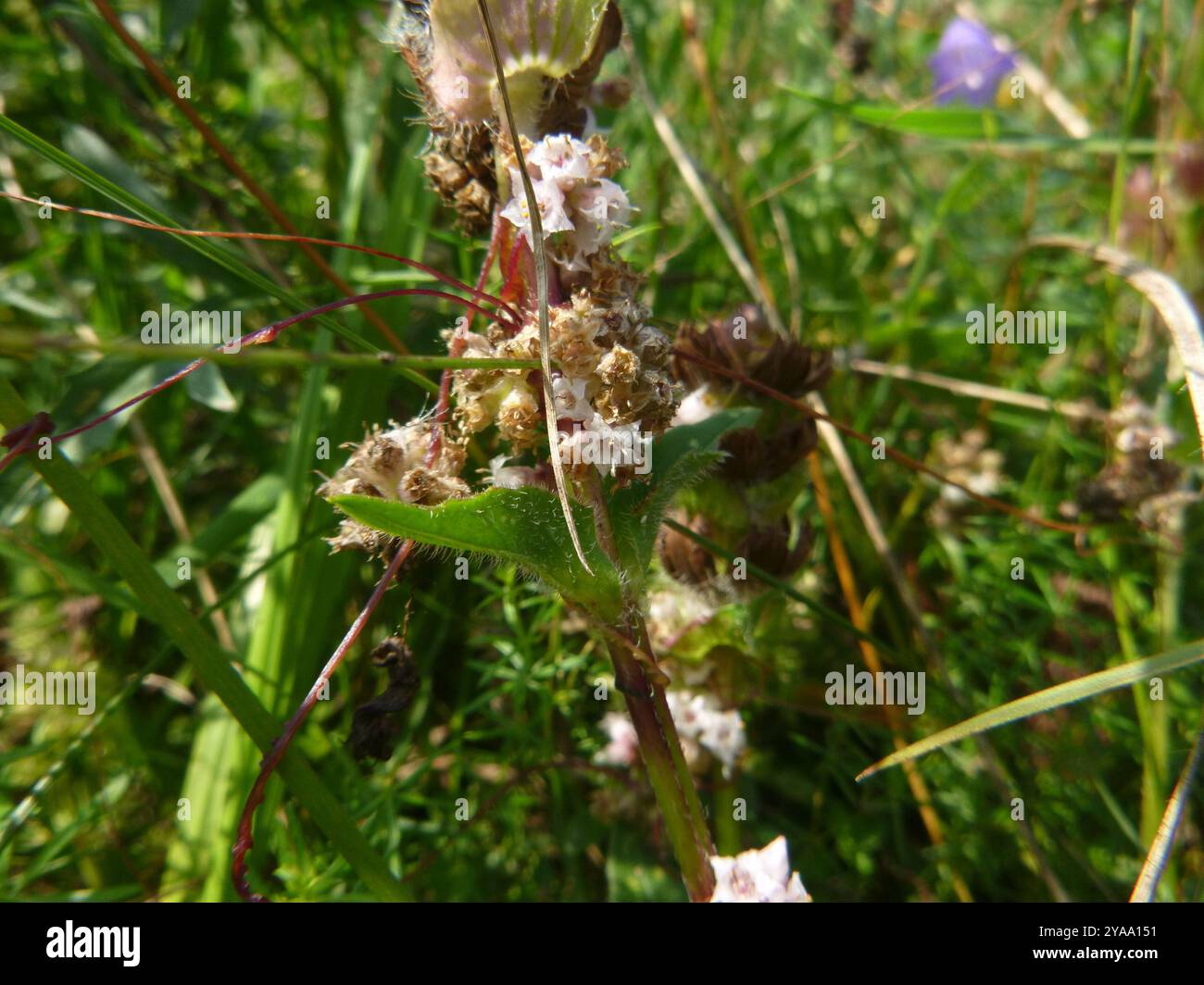 Clover Dodder (Cuscuta epithymum) Plantae Stock Photo - Alamy
