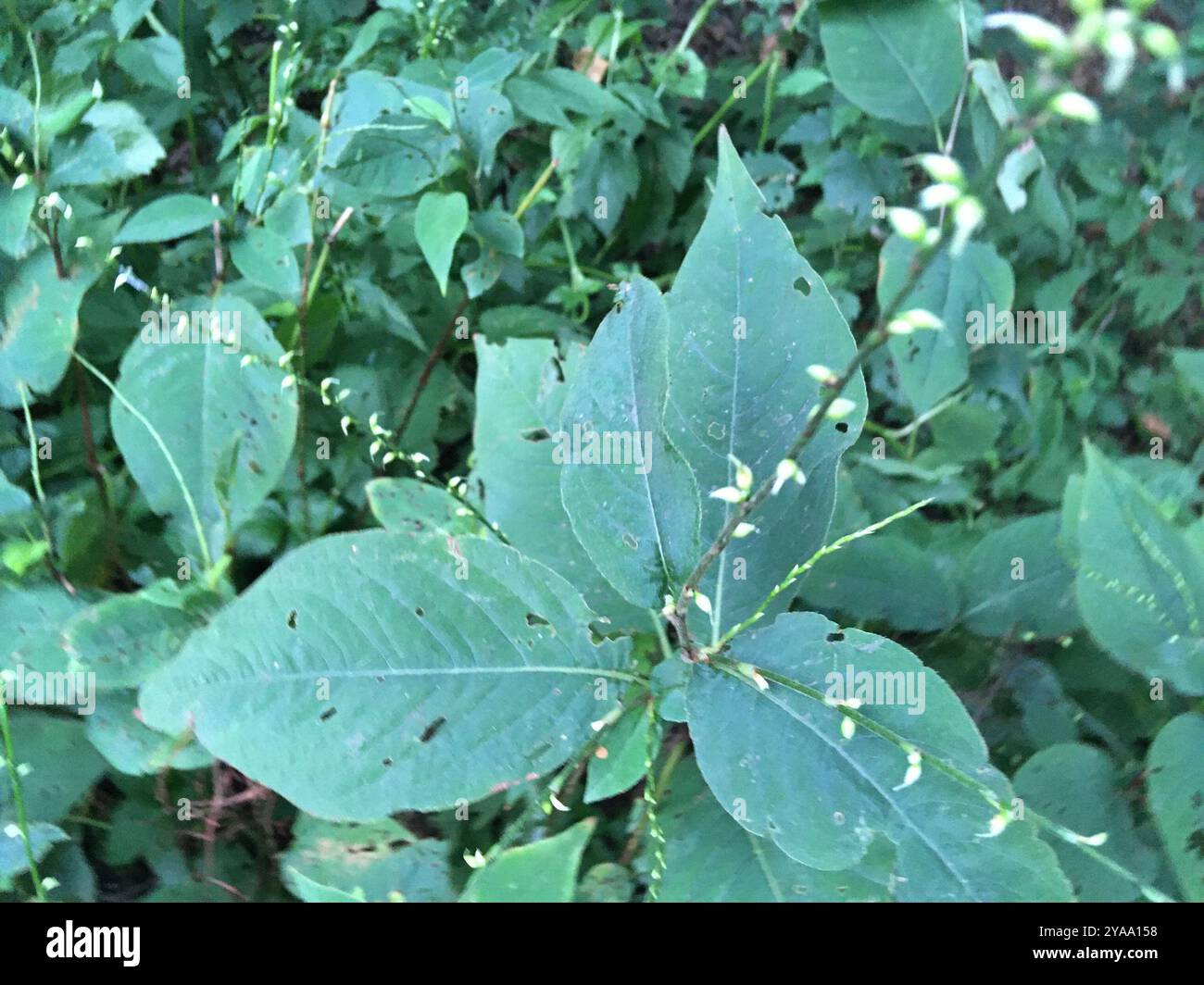 American jumpseed (Persicaria virginiana) Plantae Stock Photo - Alamy