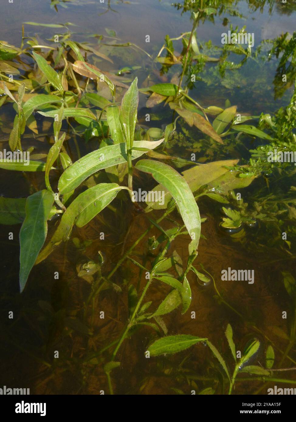 water smartweed (Persicaria amphibia) Plantae Stock Photo - Alamy