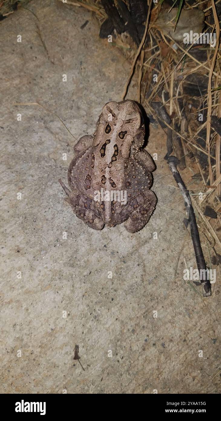 Eastern American Toad (Anaxyrus americanus americanus) Amphibia Stock ...