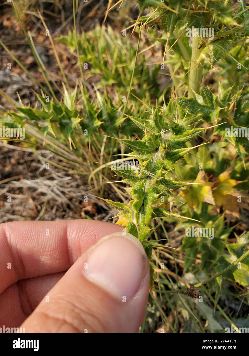 wavyleaf thistle (Cirsium undulatum) Plantae Stock Photo - Alamy
