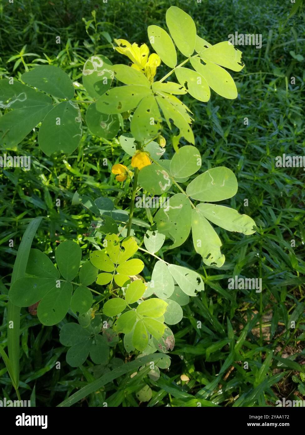 American Sicklepod (Senna obtusifolia) Plantae Stock Photo - Alamy