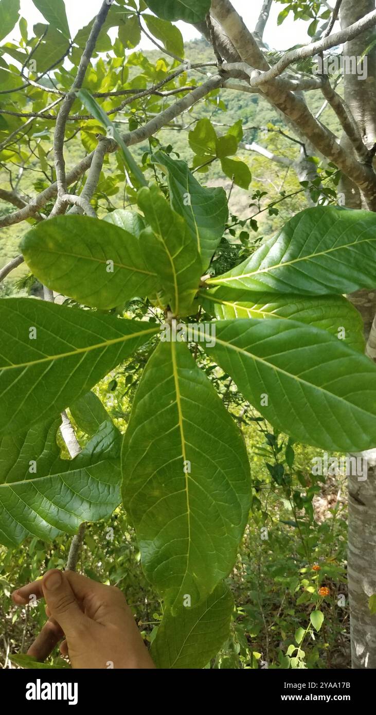 Genipap tree hi-res stock photography and images - Alamy